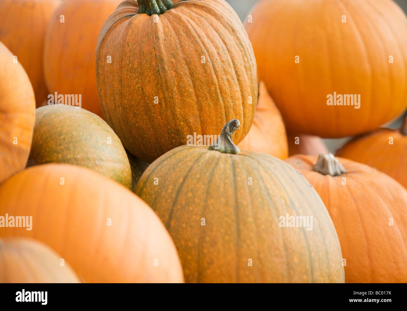 Pile of pumpkins Stock Photo - Alamy