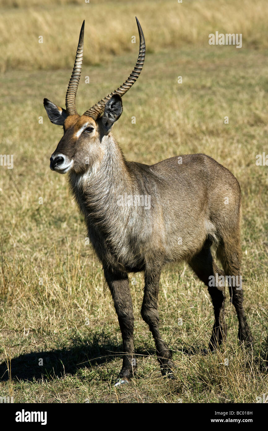 Waterbuck - Masai Mara National Reserve, Kenya Stock Photo - Alamy
