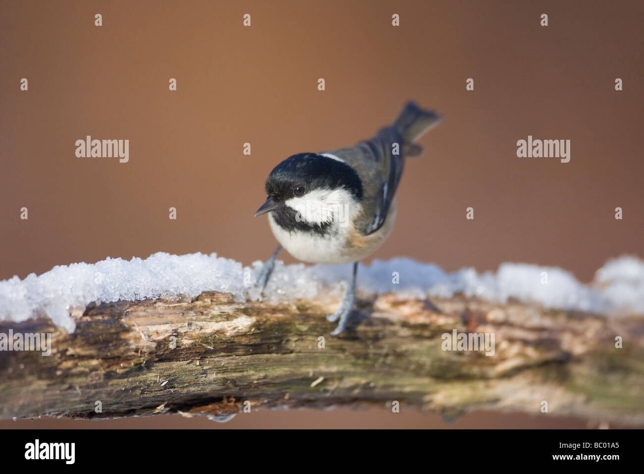Coal Tit, Periparus ater Stock Photo - Alamy