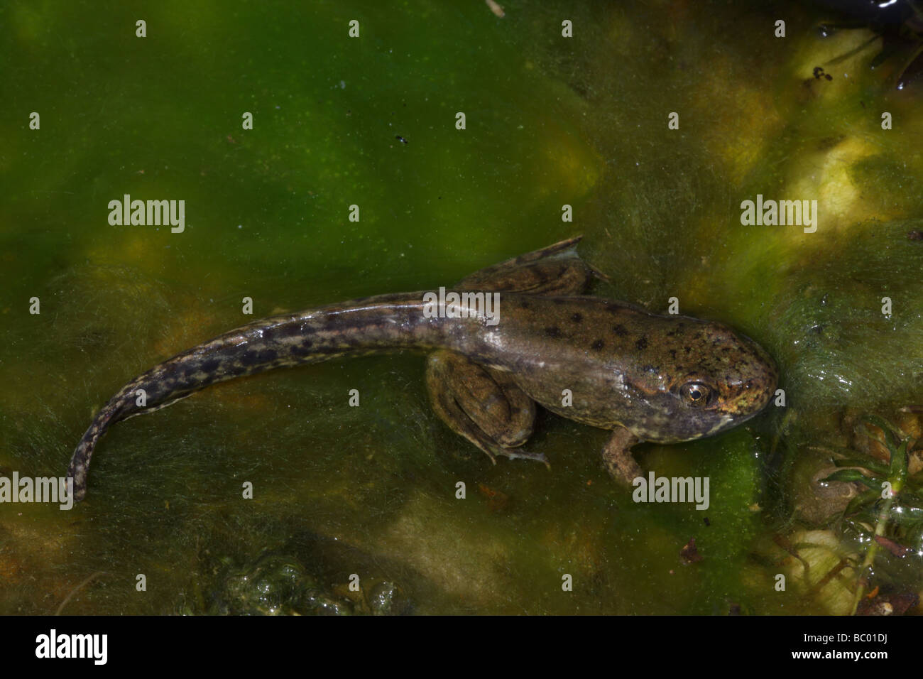 Green Frog (Rana clamitans) Metamorphosing frog showing tadpole tail ...