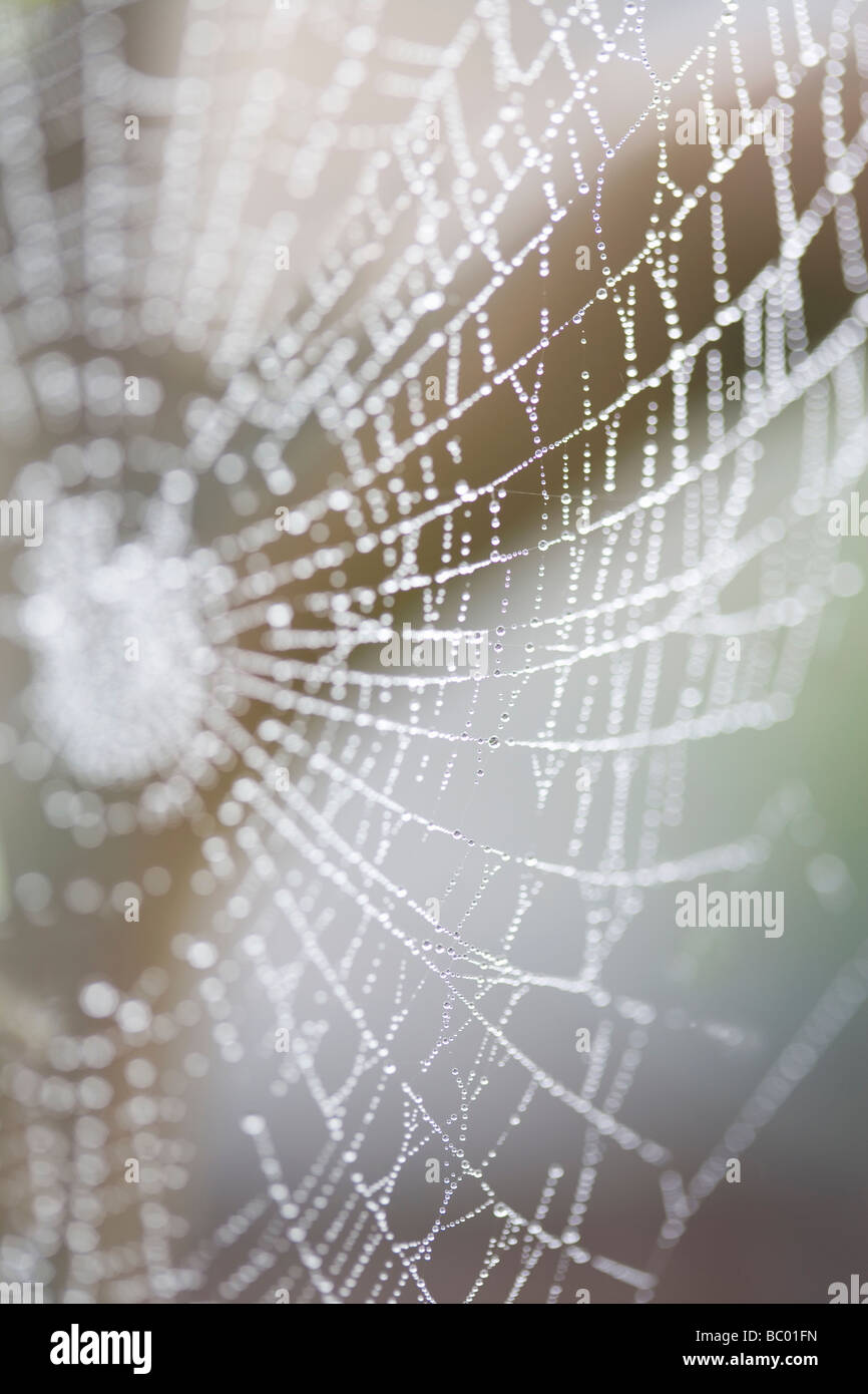 Spiders patterns hi-res stock photography and images - Alamy