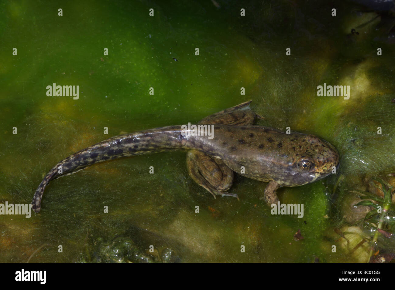 Rana clamitans tadpole hi-res stock photography and images - Alamy