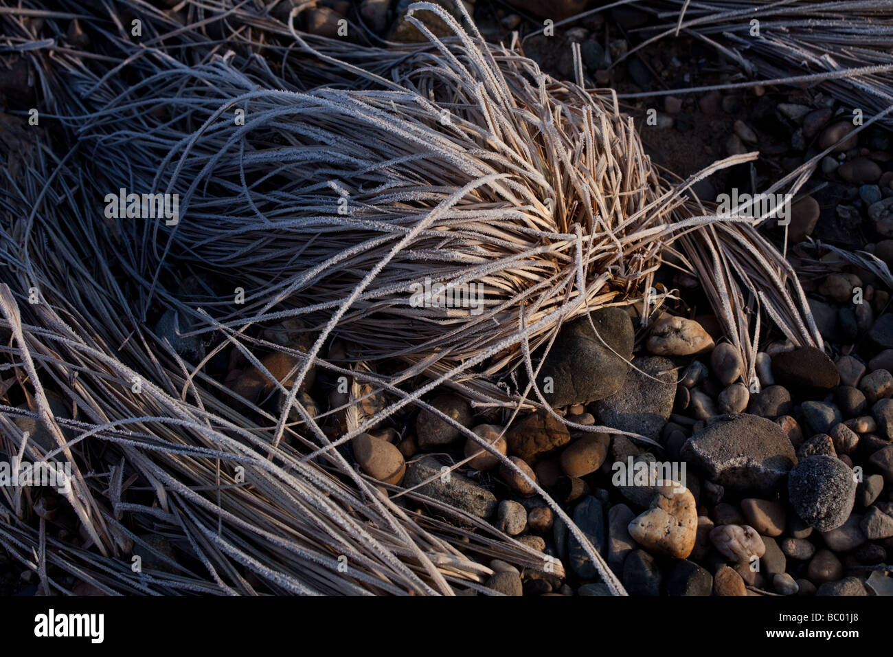 Hassock with hoar frost at the river bank Stock Photo - Alamy
