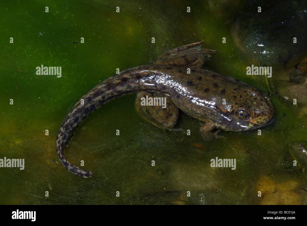 Green Frog (Rana clamitans) Metamorphosing frog showing tadpole tail ...