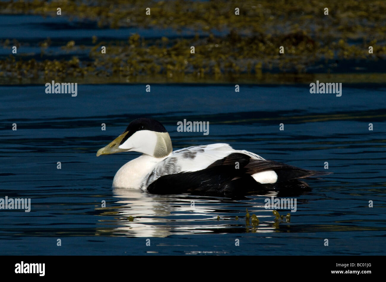 Somateria species hi-res stock photography and images - Alamy