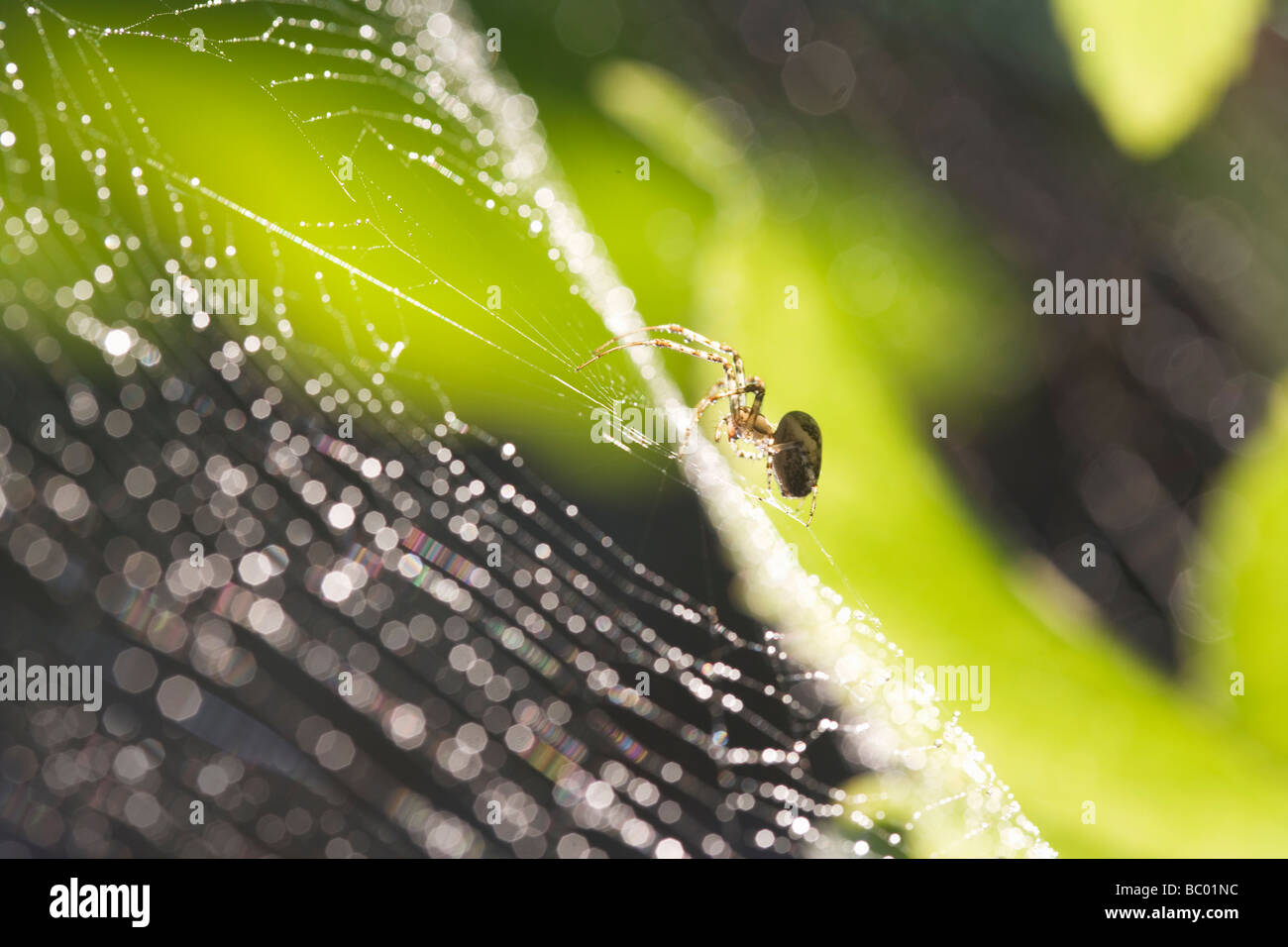 Spiders nest house hi-res stock photography and images - Alamy