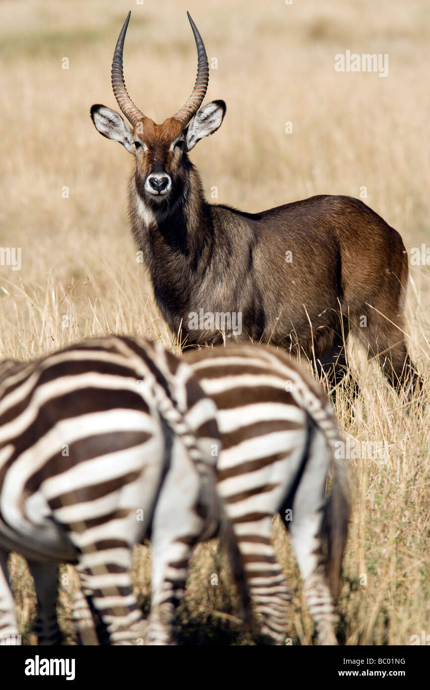 Waterbuck - Masai Mara National Reserve, Kenya Stock Photo - Alamy