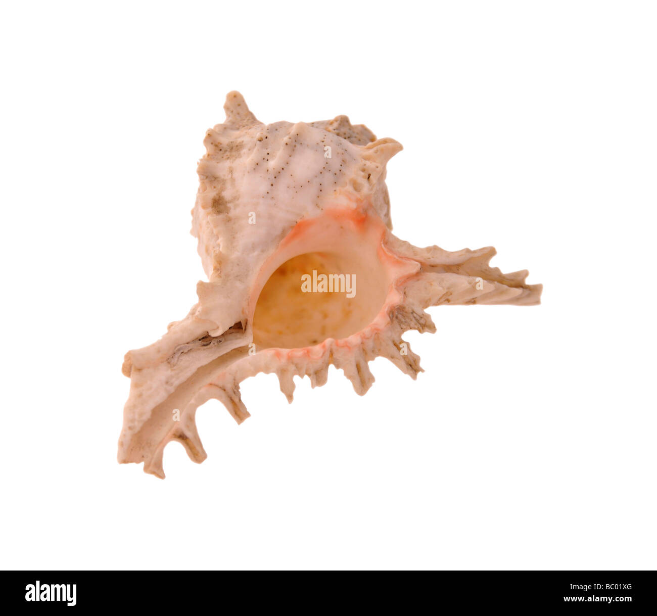Seashell from Mauritius Island Stock Photo - Alamy