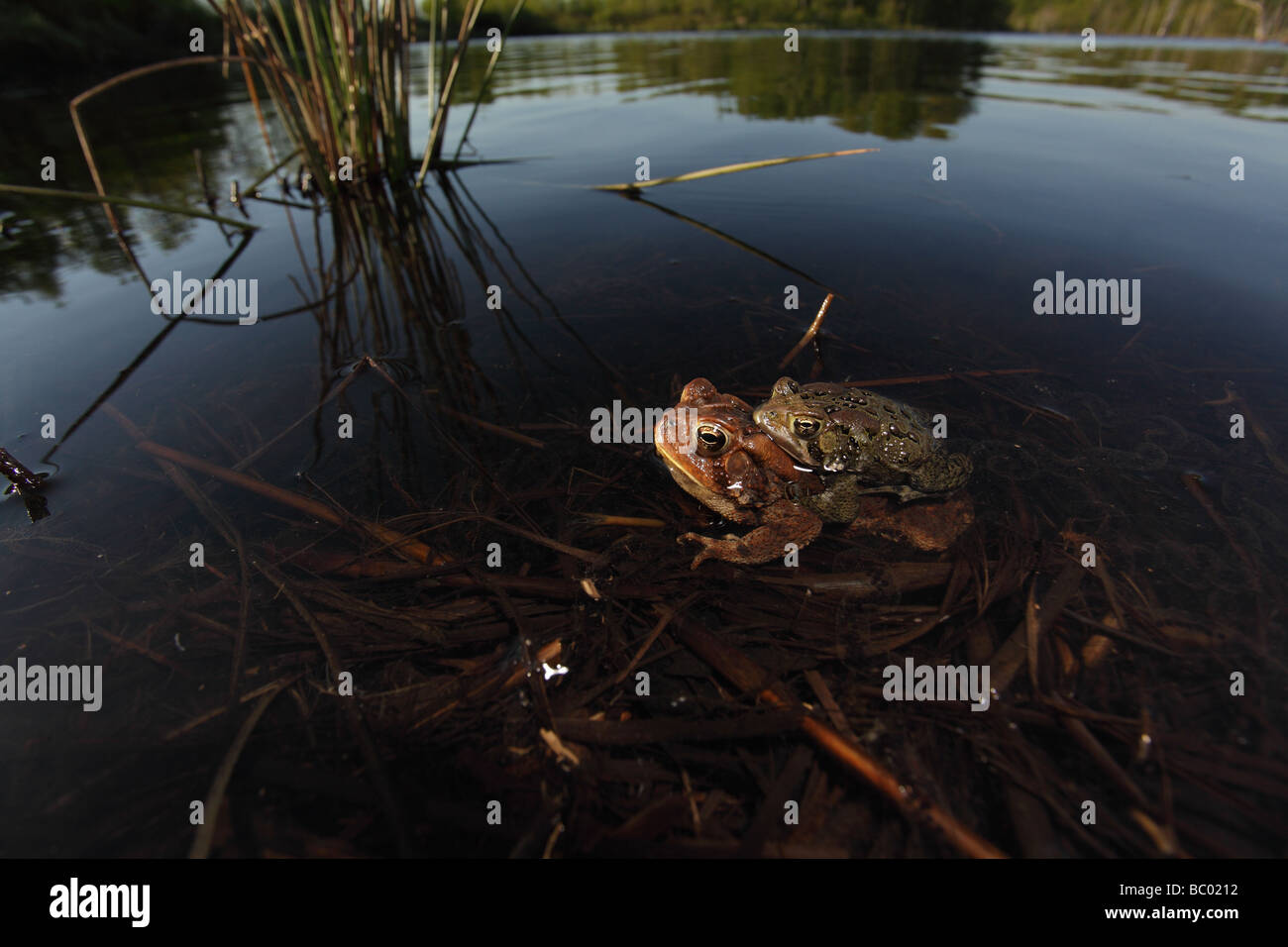 American Toad (Bufo americanus) Pair in amplexus - Female laying eggs ...