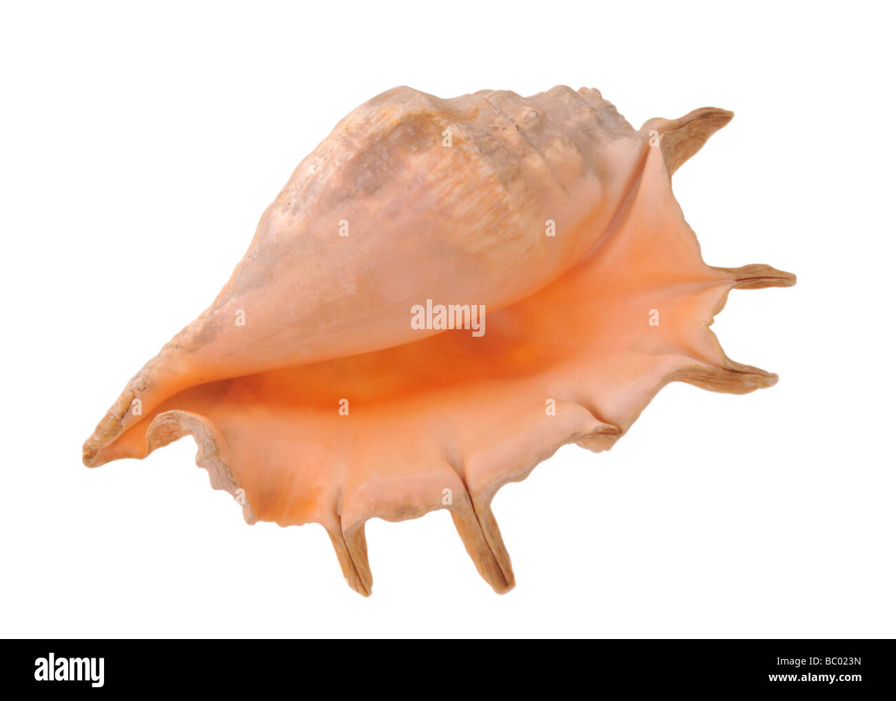 Seashell from Mauritius Island Stock Photo - Alamy