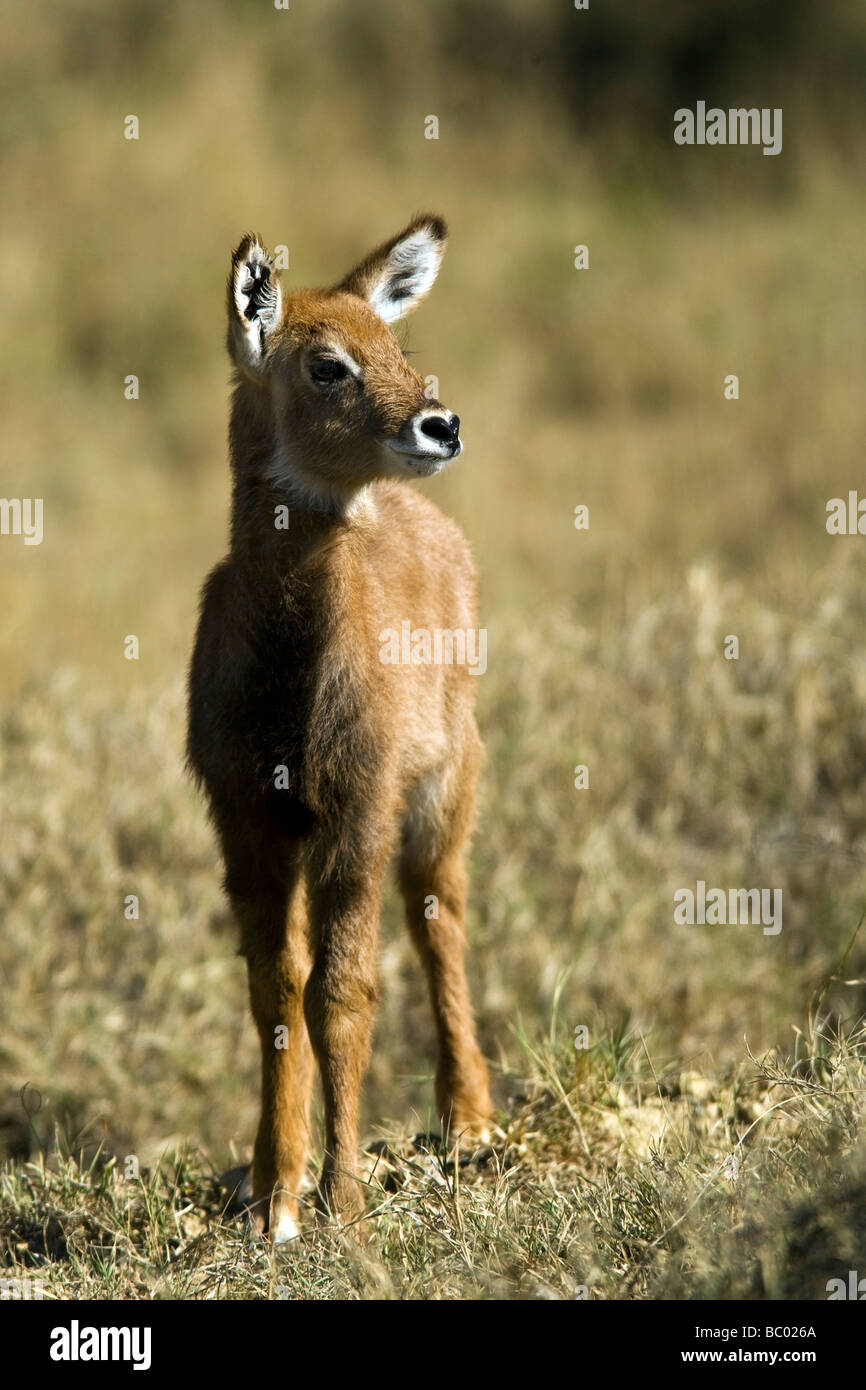 Baby Waterbuck