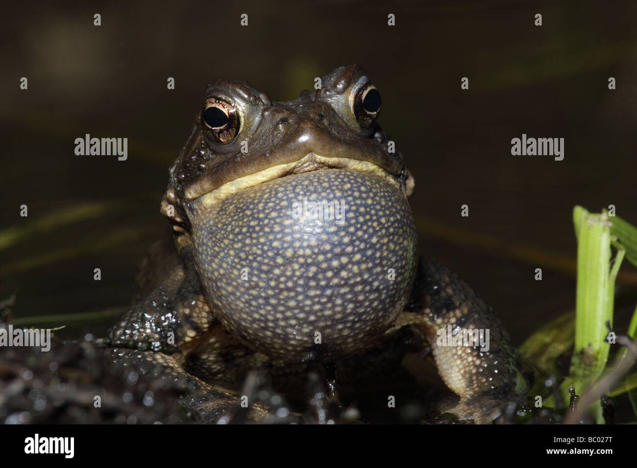 American Toad (Bufo americanus) Male calling to attract female - New ...
