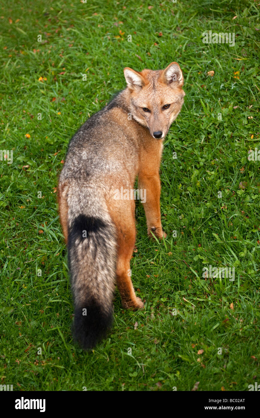 Red Fox Female in Torres del Paine National Park, Chile Stock Photo - Alamy