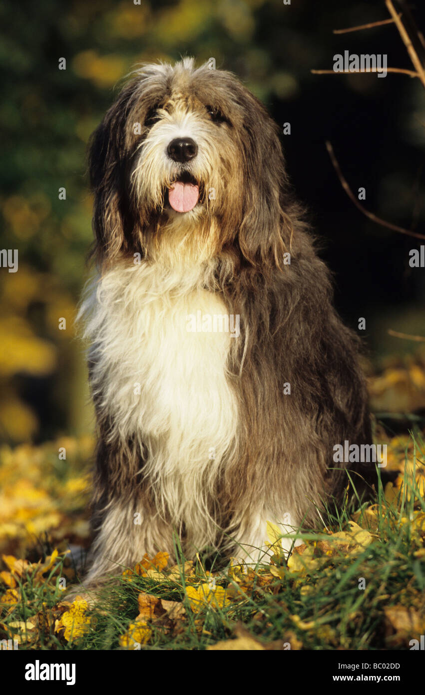 Male mongrel hi-res stock photography and images - Alamy