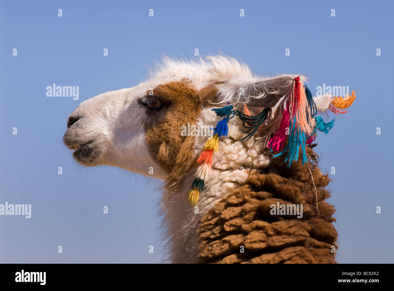 Llama (Lama glama) a high altitude Camelid from South America Stock ...
