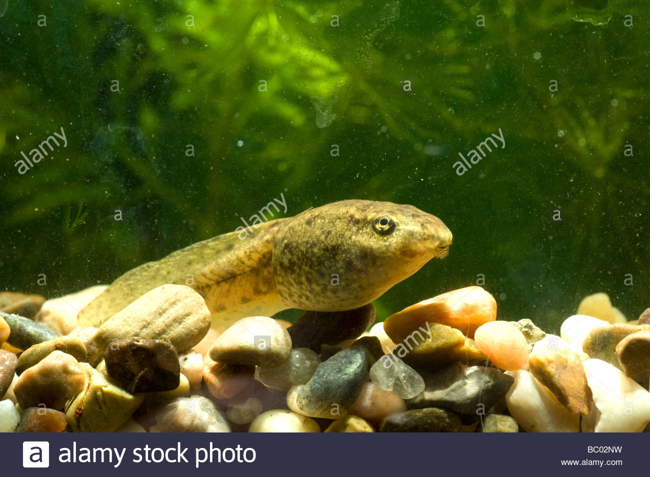 Amphibian Larva High Resolution Stock Photography and Images - Alamy