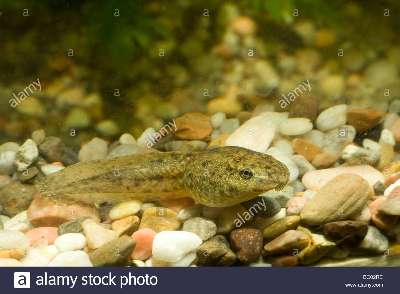 Amphibian Larva High Resolution Stock Photography and Images - Alamy