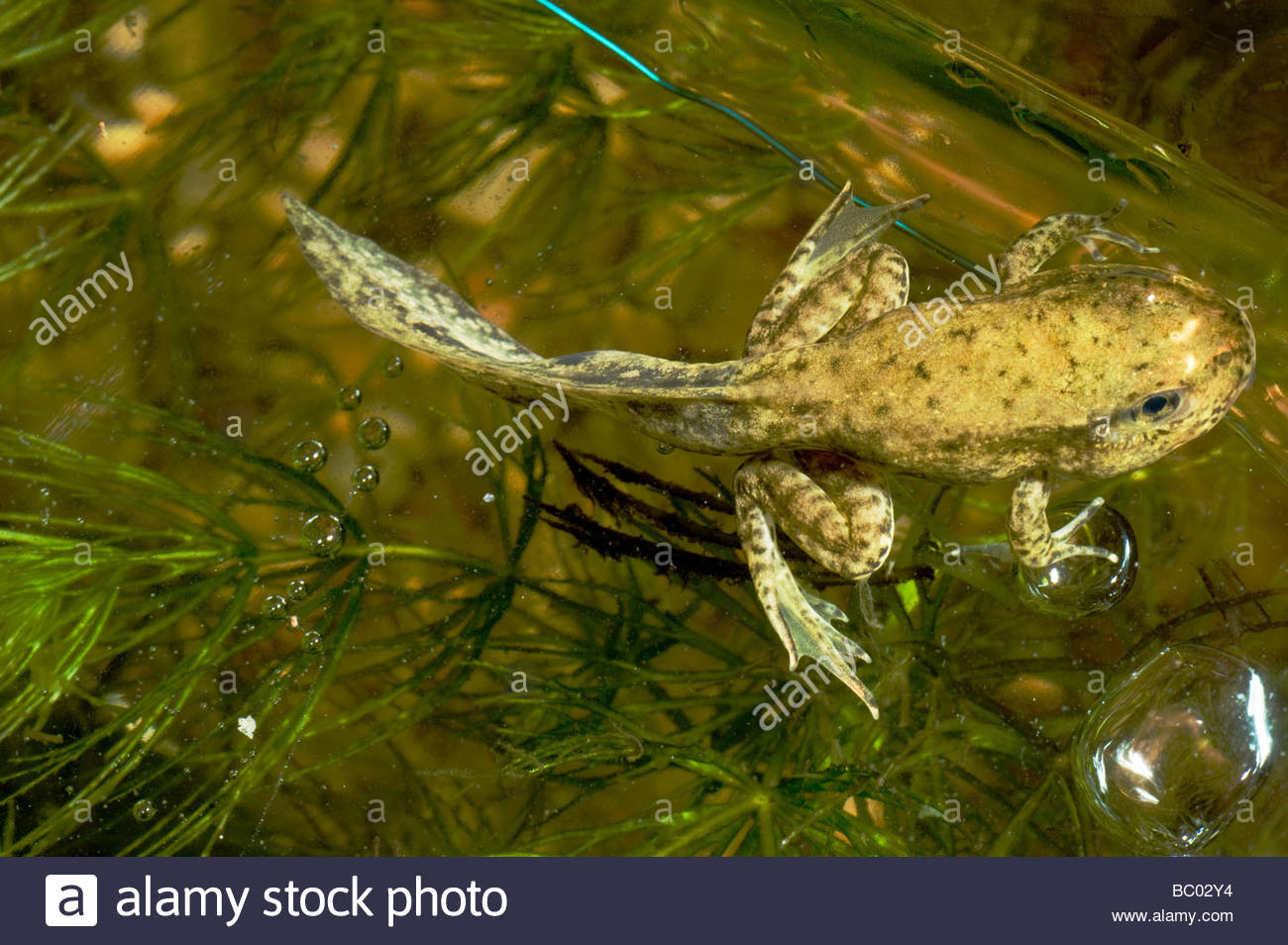 Pollywog Stock Photos & Pollywog Stock Images - Alamy