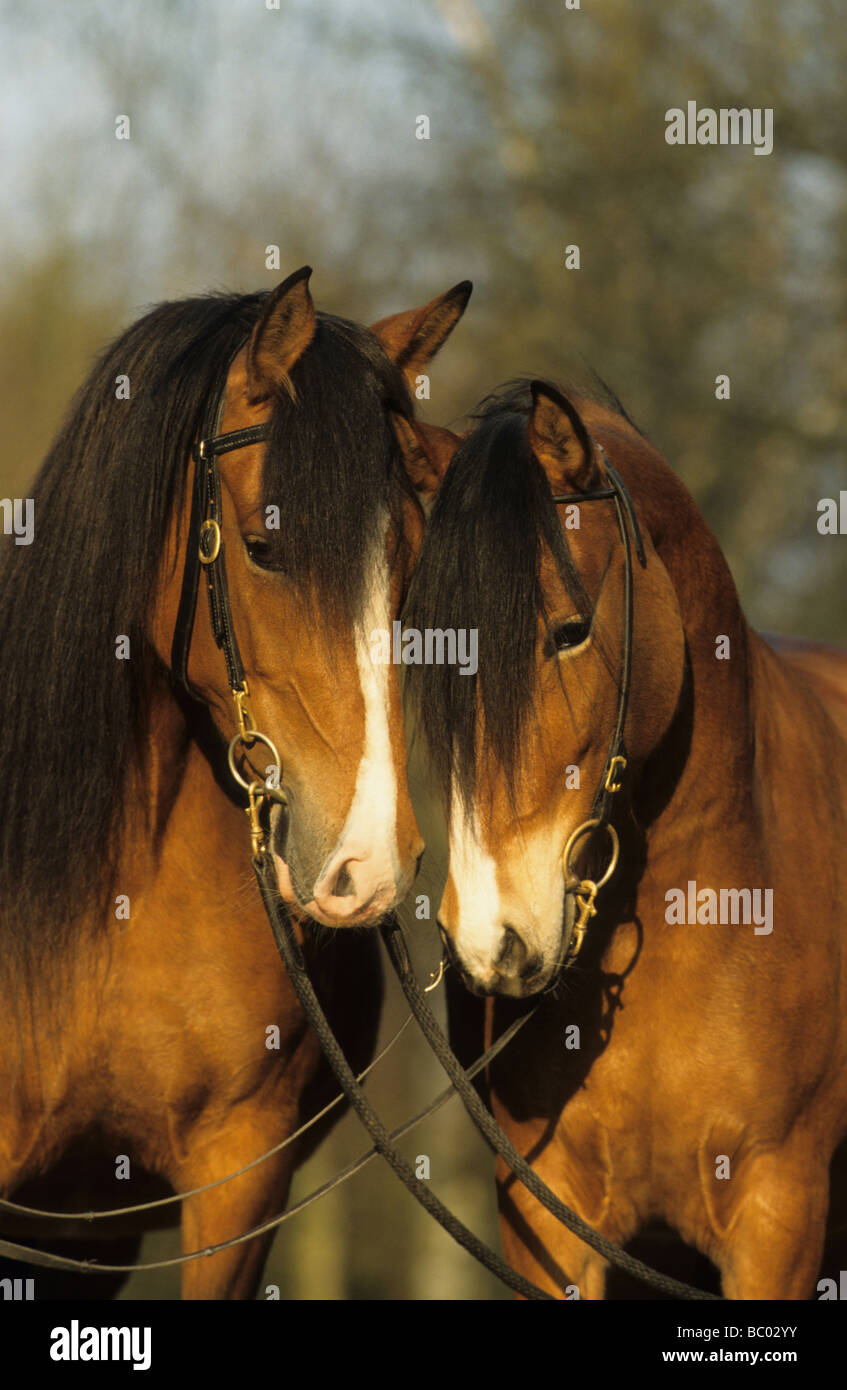 Two horse heads hi-res stock photography and images - Alamy