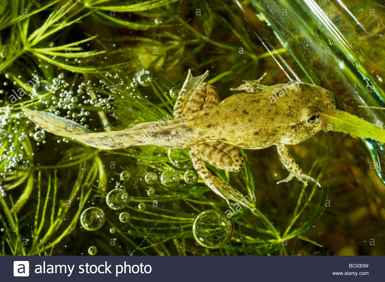 Pollywog Stock Photos & Pollywog Stock Images - Alamy