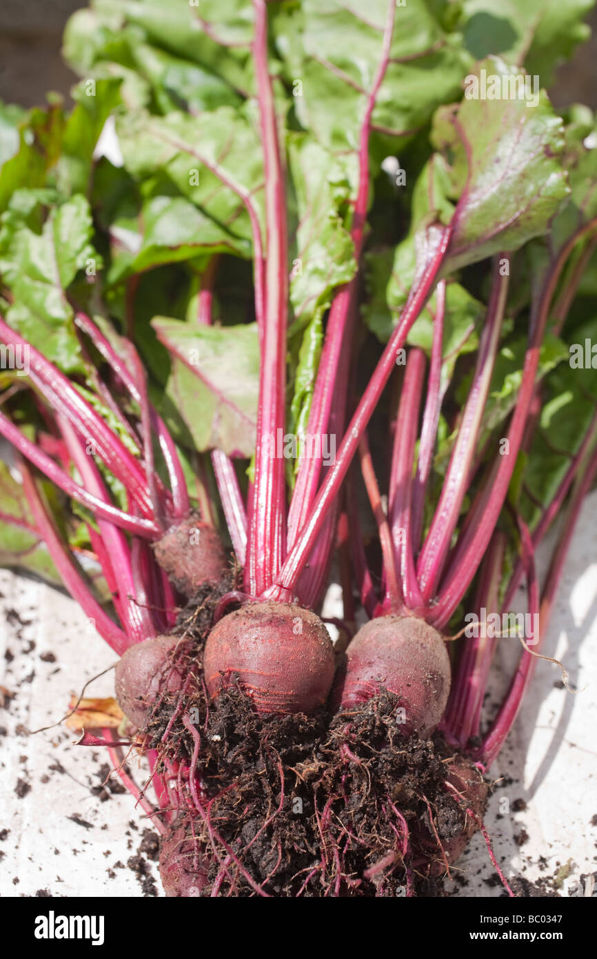 Freshly pulled domestic organic baby beetroots Stock Photo - Alamy