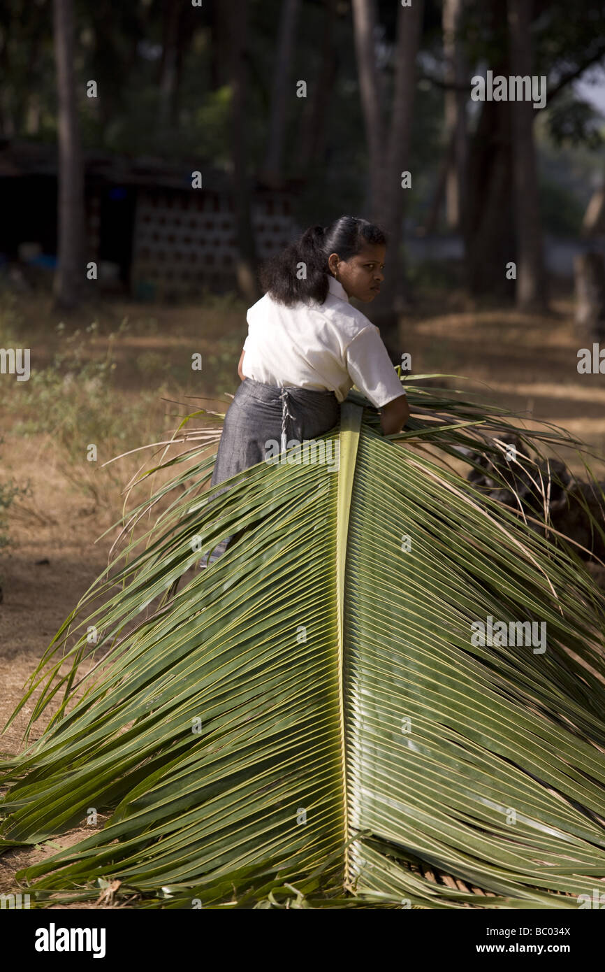 Coconut tree trunk hi-res stock photography and images - Alamy