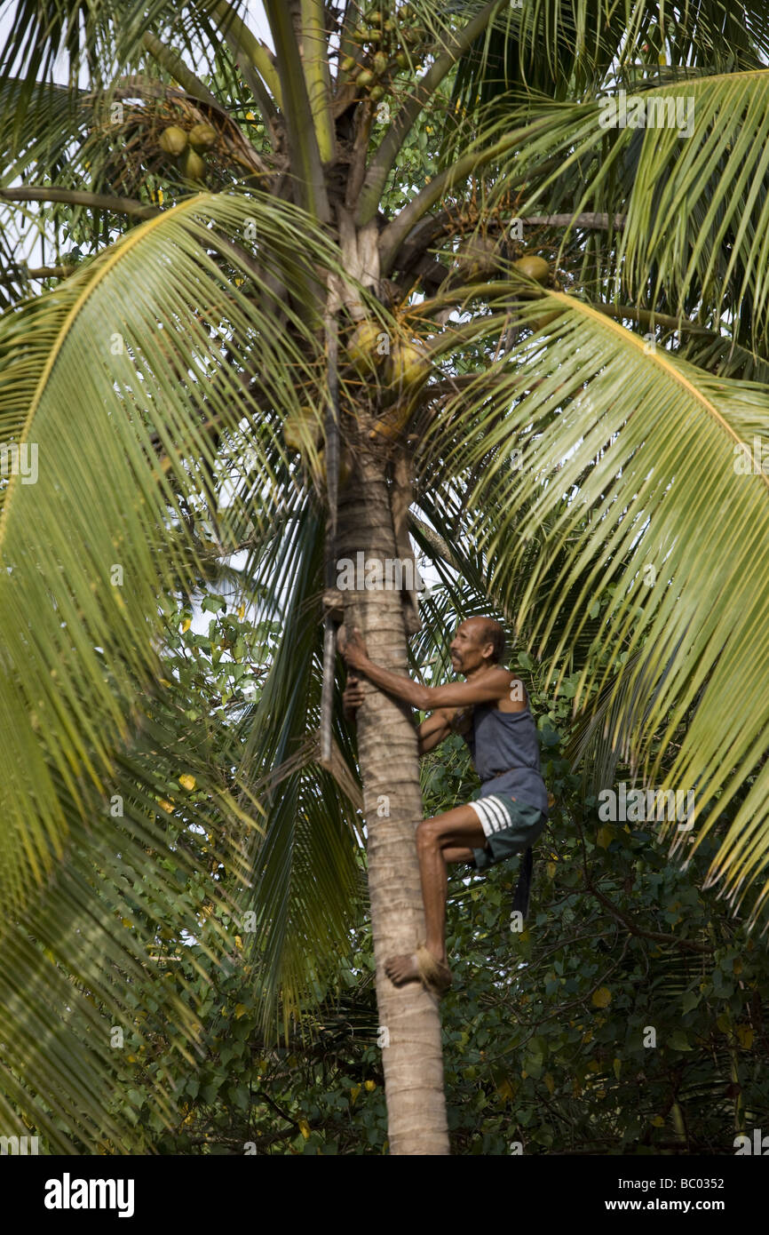 Coconut tree in goa hi-res stock photography and images - Alamy