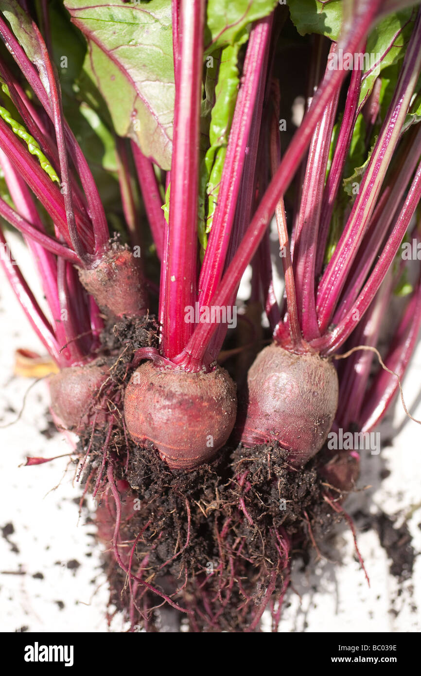 Freshly pulled domestic organic baby beetroots Stock Photo - Alamy