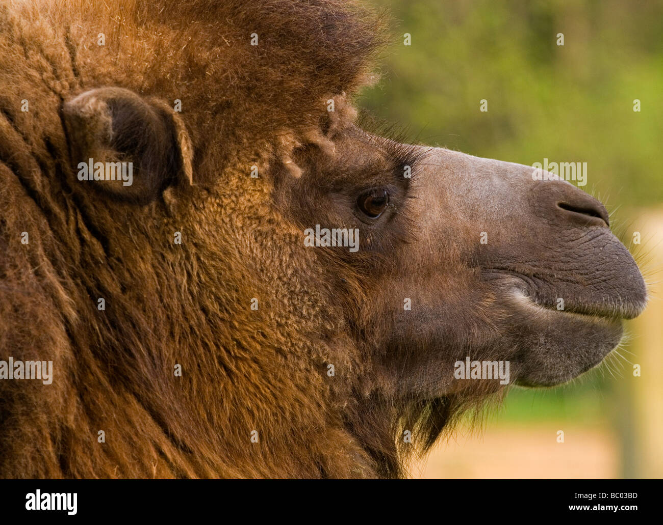 Funny face bactrian camel camelus hi-res stock photography and images ...