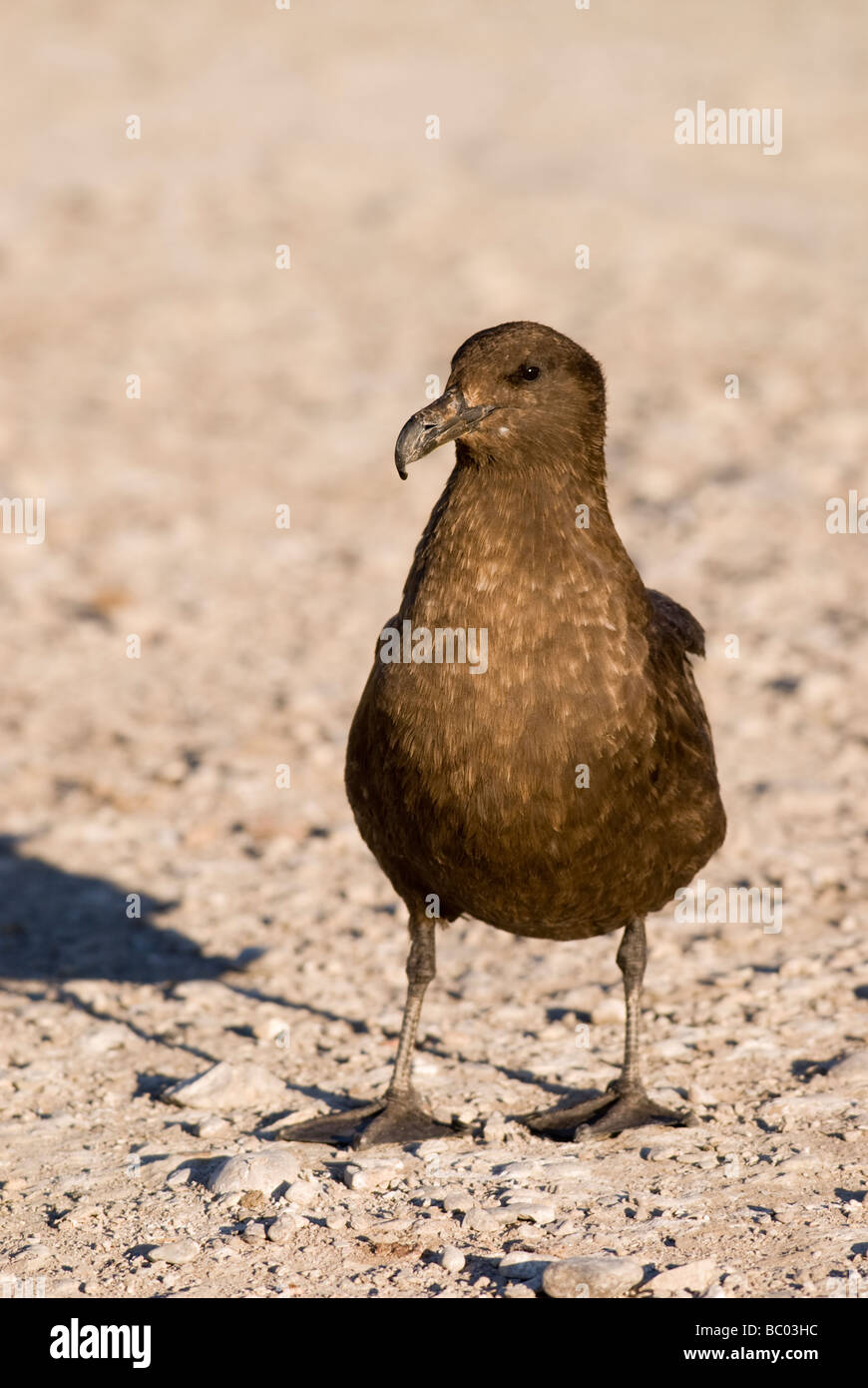 Great Skua (Stercorarius skua Stock Photo - Alamy