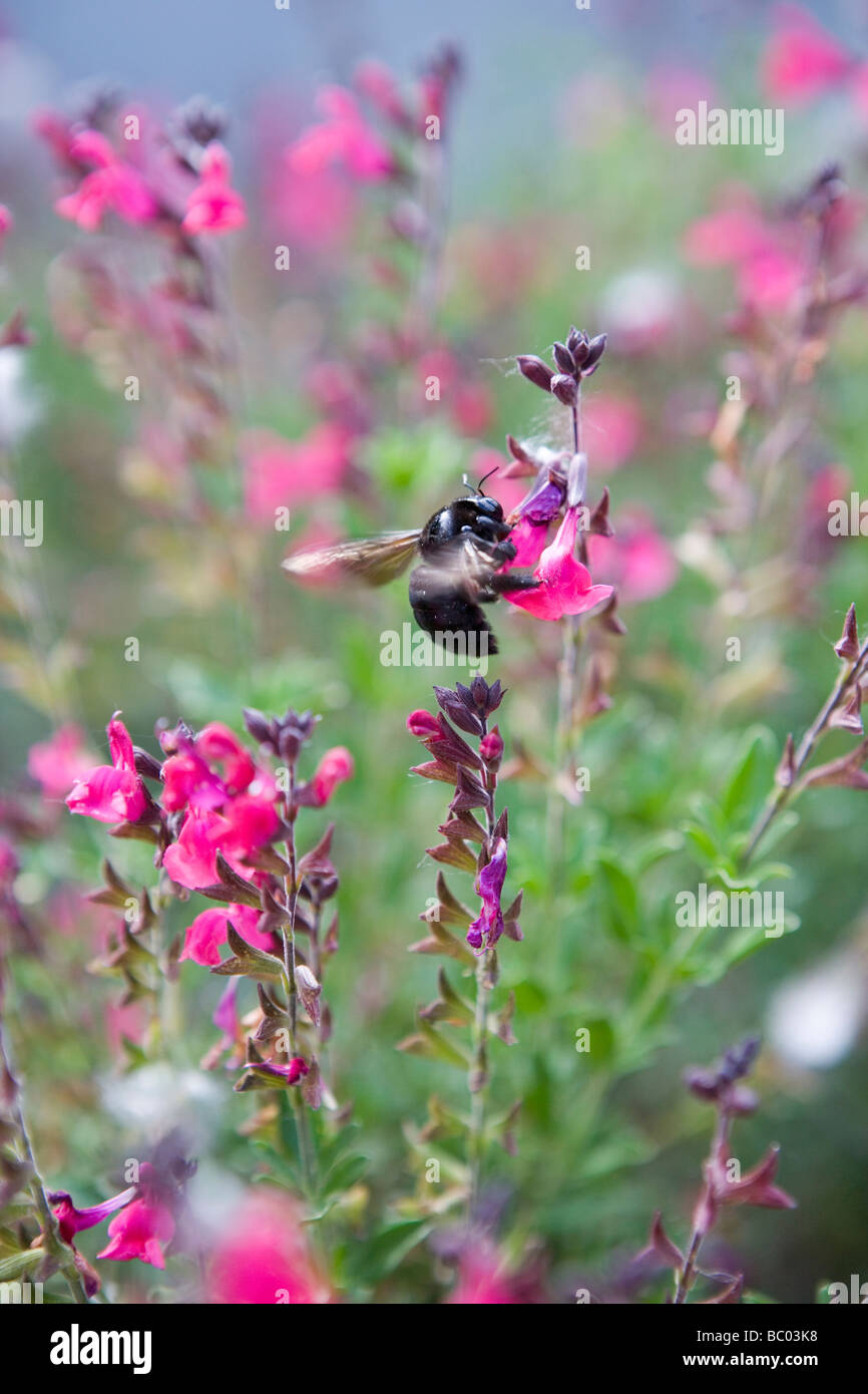 Bumble Bee Pollen High Resolution Stock Photography and Images - Alamy
