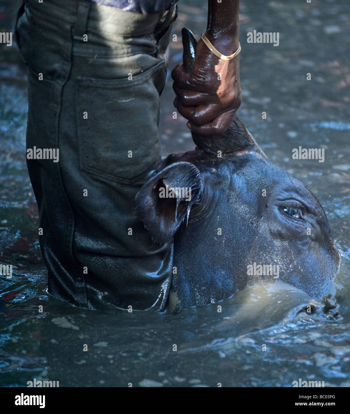 A man holds a decapitated bull head during a voodoo festival in a mud ...