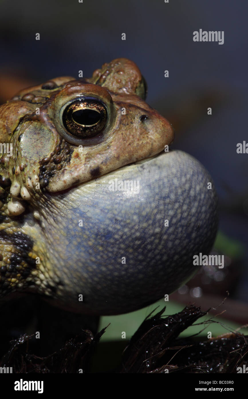 American toad calling bufo americanus hi-res stock photography and ...
