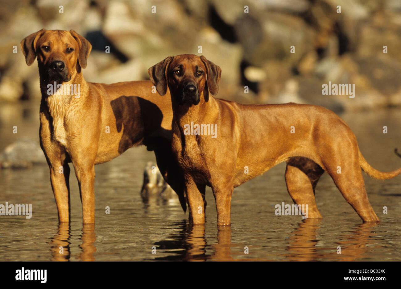 Rhodesian Ridgeback (Canis lupus familiaris), couple standing in ...