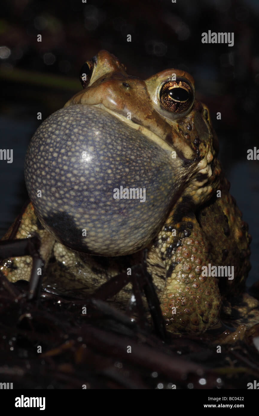 American Toad (Bufo americanus) Male calling to attract female - New ...