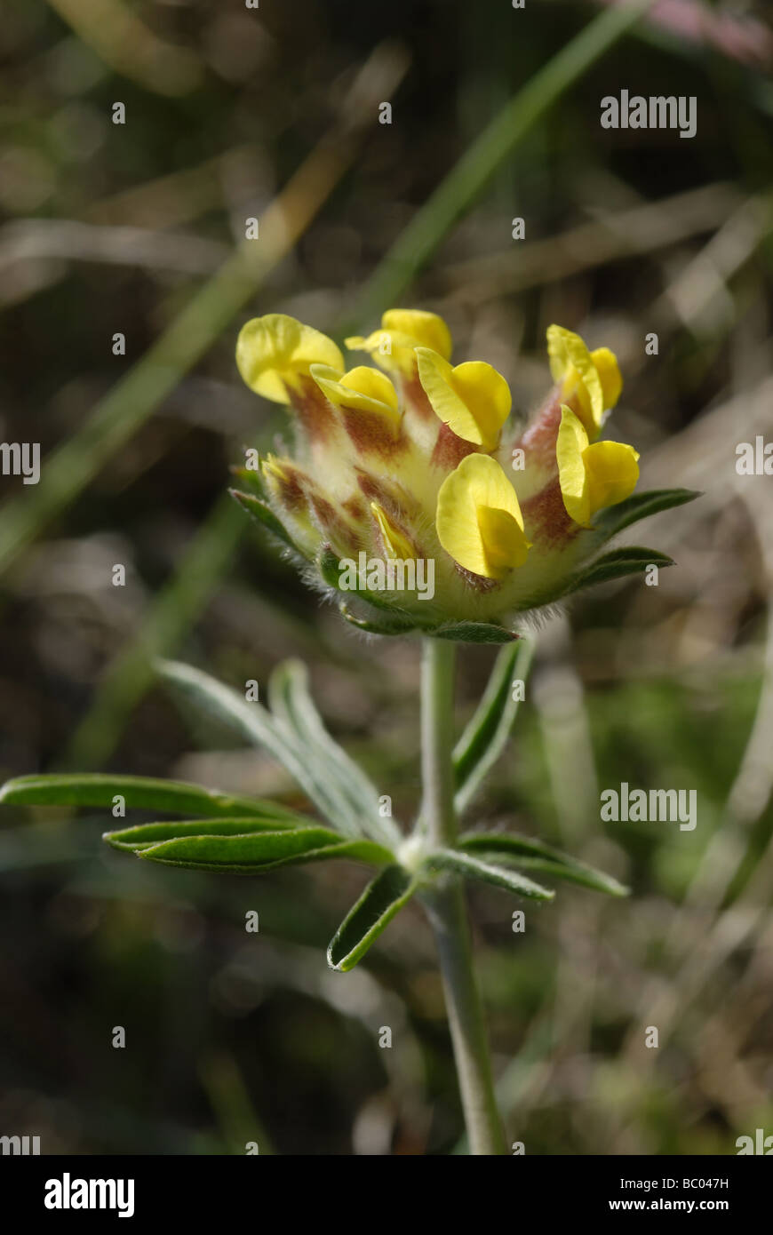 Kidney vetch hi-res stock photography and images - Alamy