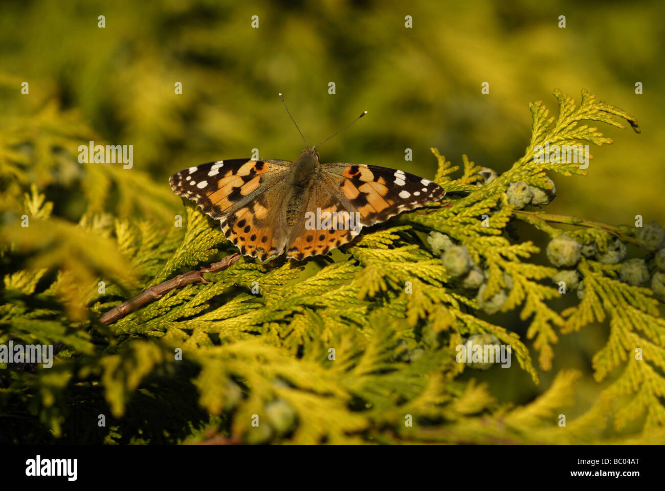 Painted Lady Butterfly Stock Photo - Alamy