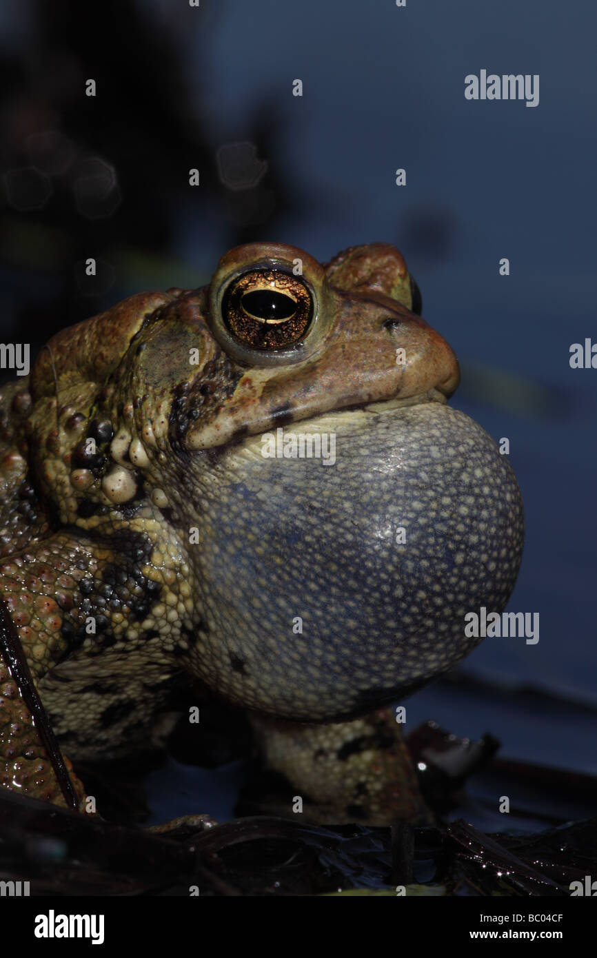 American Toad (Bufo americanus) Male calling to attract female - New ...