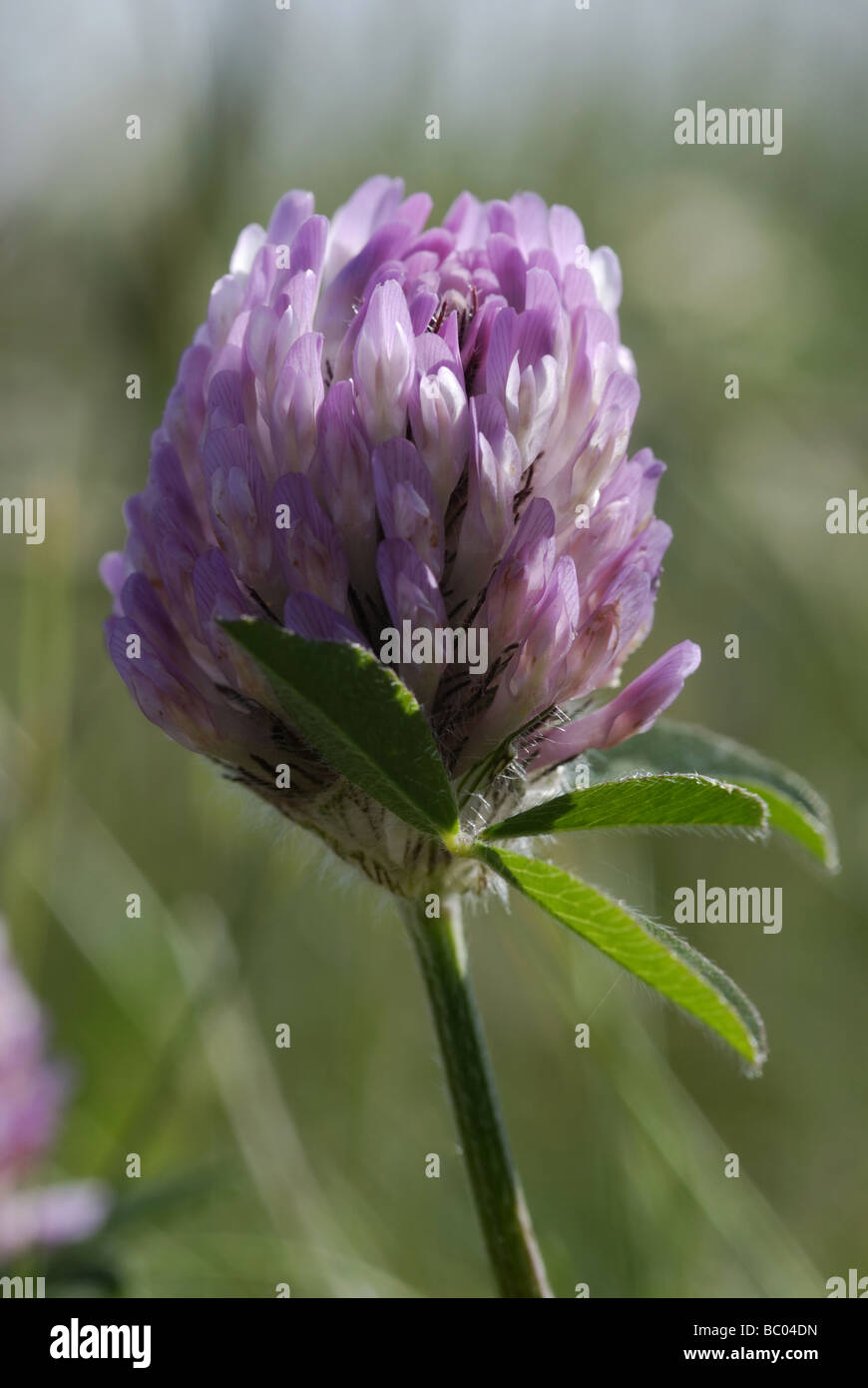 Native clover hi-res stock photography and images - Alamy