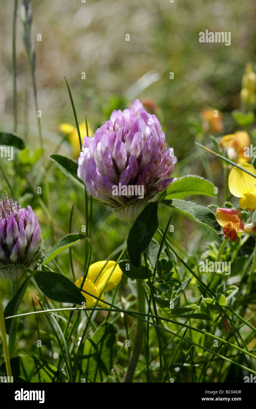 Native clover hi-res stock photography and images - Alamy