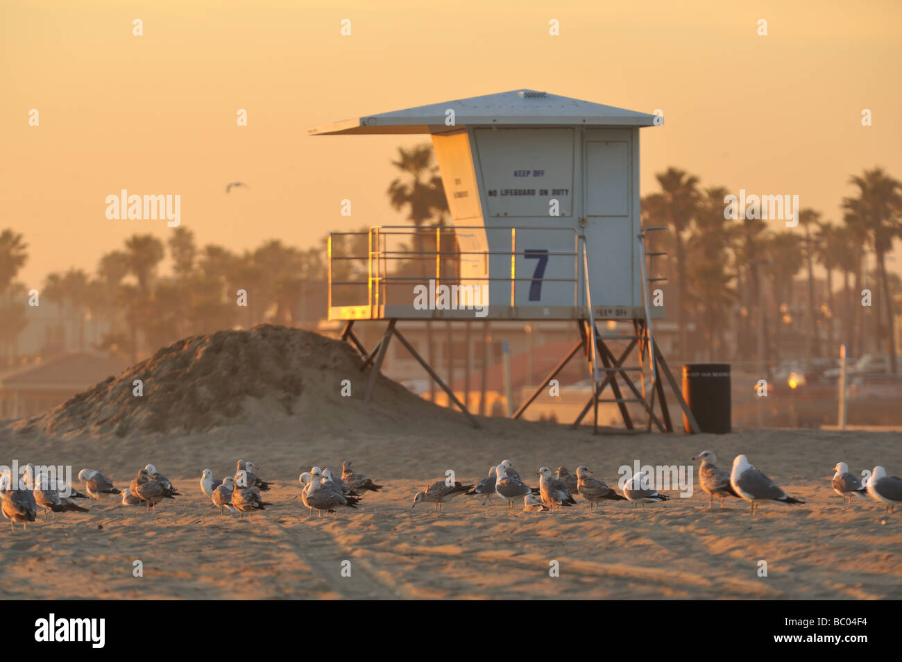 Baywatch and seagulls at sunset, Huntington Beach CA Stock Photo - Alamy