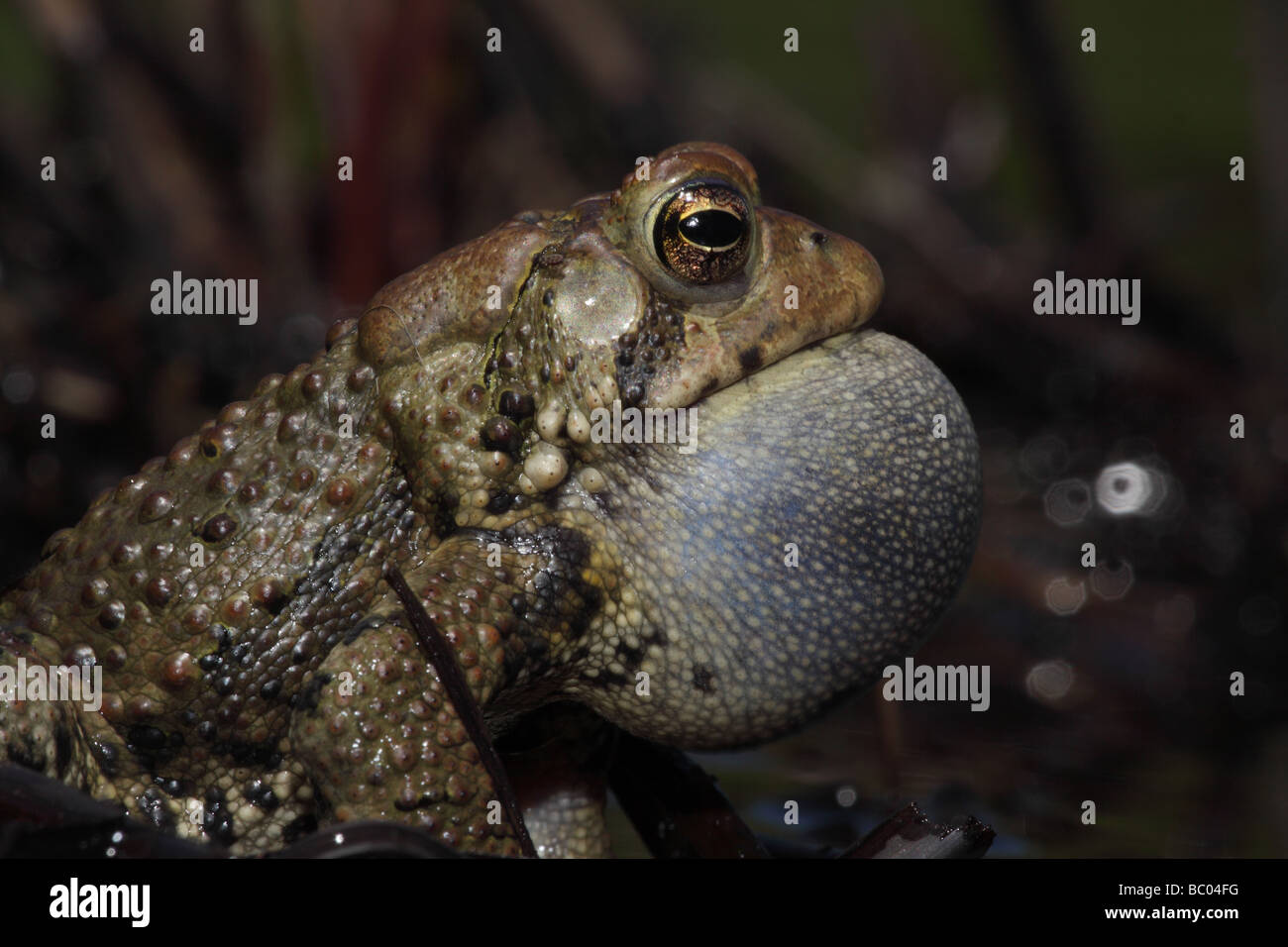 American Toad (Bufo americanus) Male calling to attract female - New ...