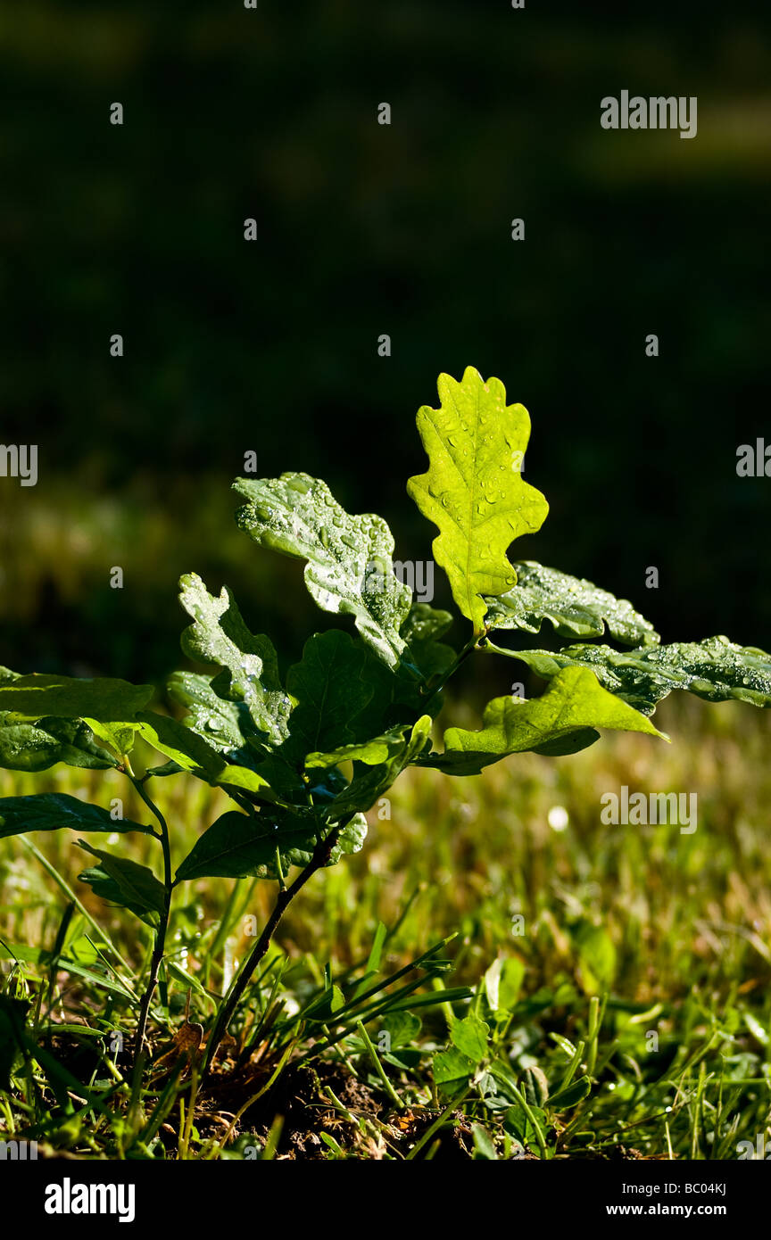 Oak sapling hi-res stock photography and images - Alamy