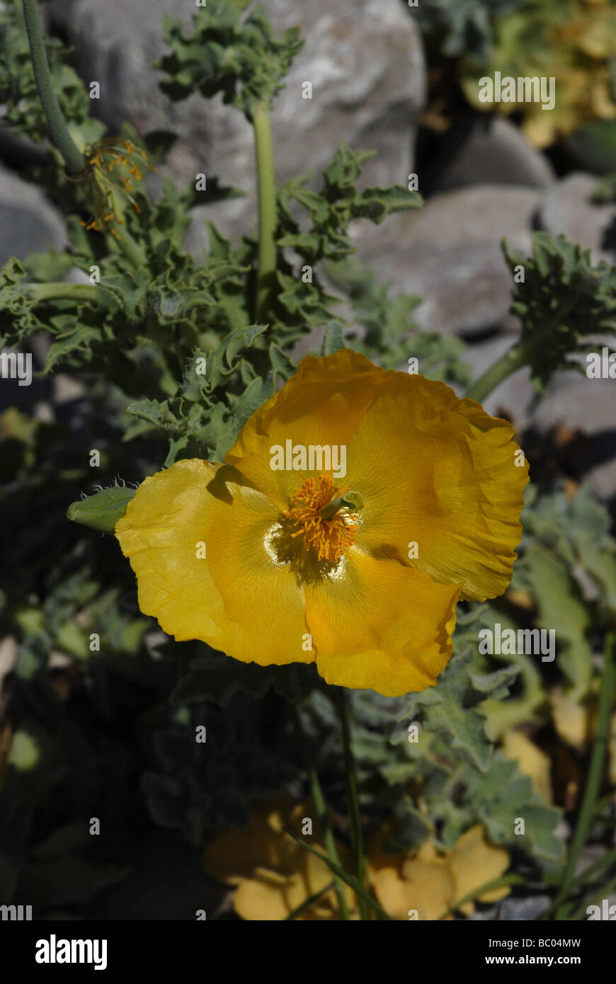 Yellow Horned Poppy Stock Photo - Alamy