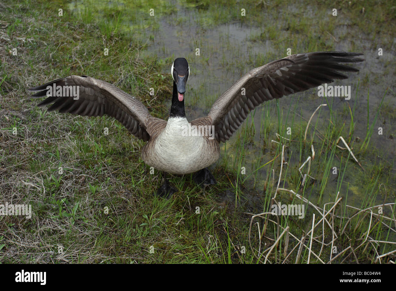 Nesting canada goose egg hi-res stock photography and images - Alamy