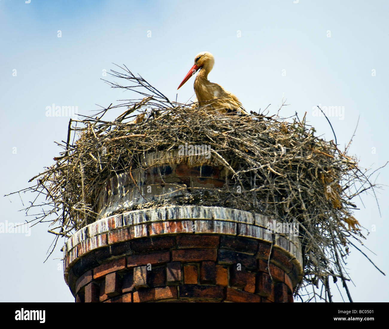 Stork on chimney nest at Portimao, Algarve Portugal Stock Photo - Alamy