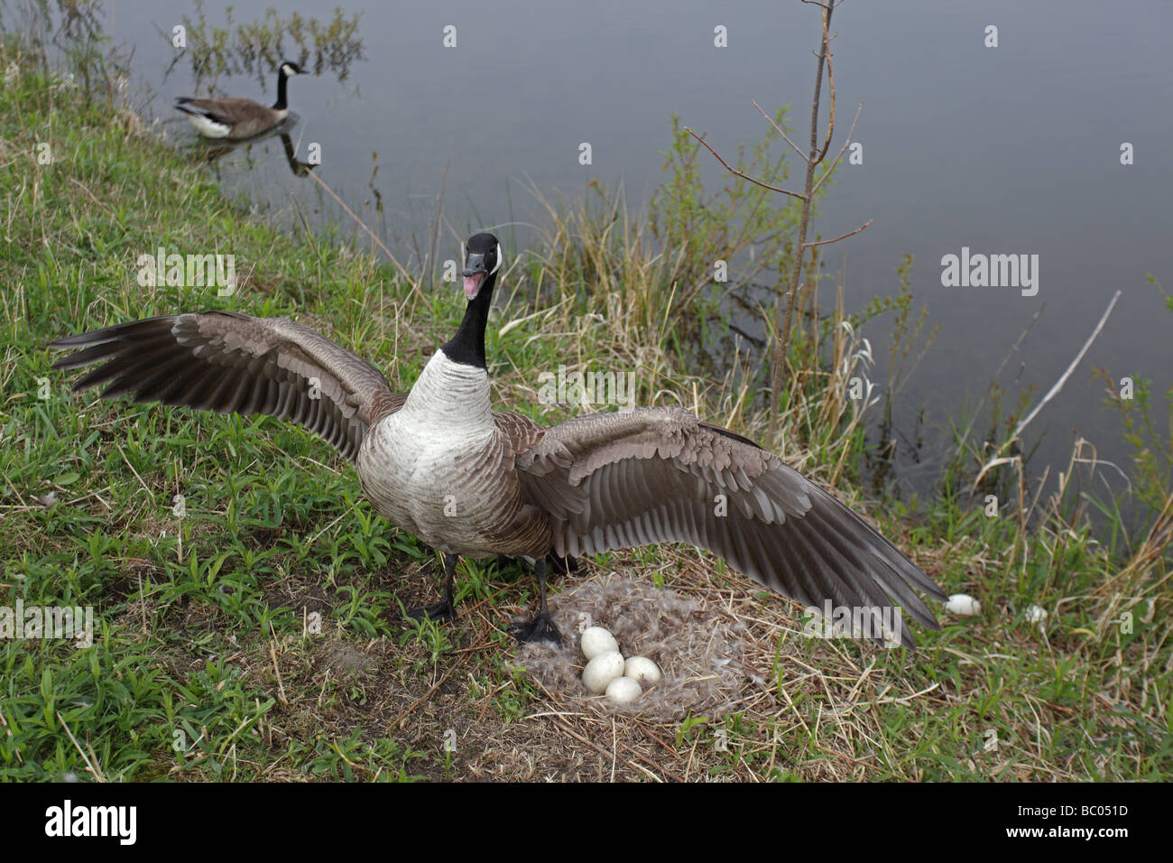 Canada Goose (Branta canadensis) Mother protecting eggs on nest - New ...