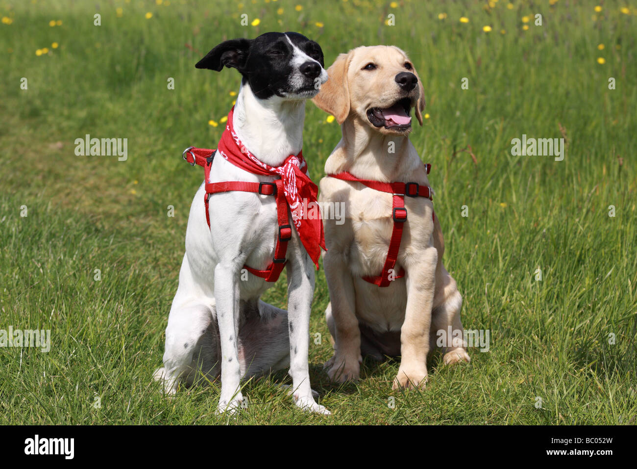 thoroughbred,Mixed-breed dog,LABRADOR RETRIEVER Stock Photo - Alamy