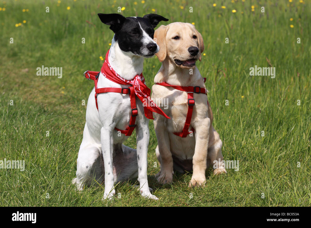 Random bred dog hi-res stock photography and images - Alamy
