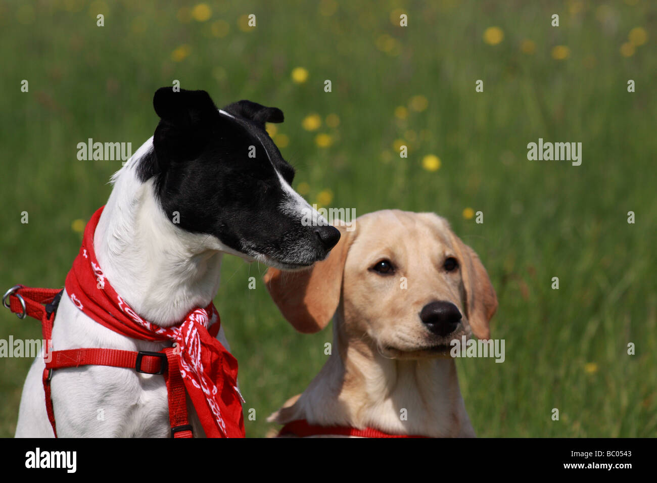 thoroughbred,Mixed-breed dog,LABRADOR RETRIEVER Stock Photo - Alamy